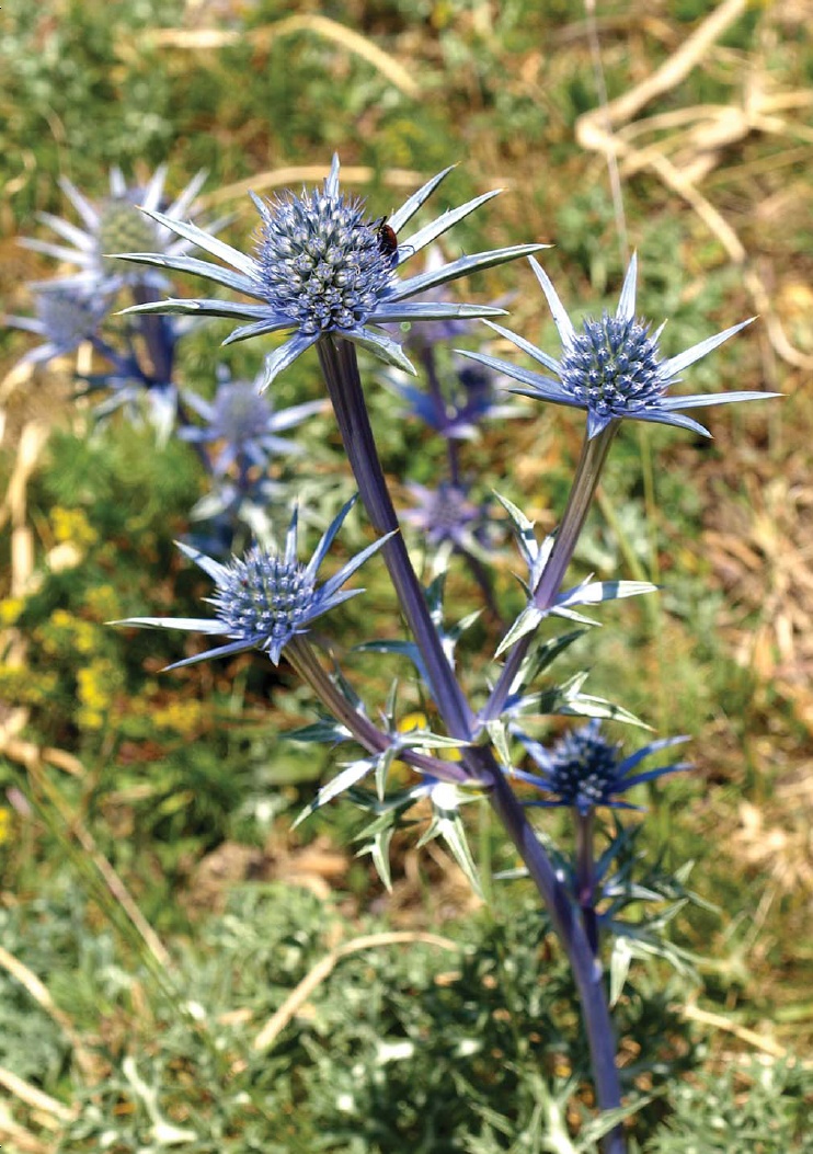Amics arbres · Arbres amics: Herbes de muntanya i del pla