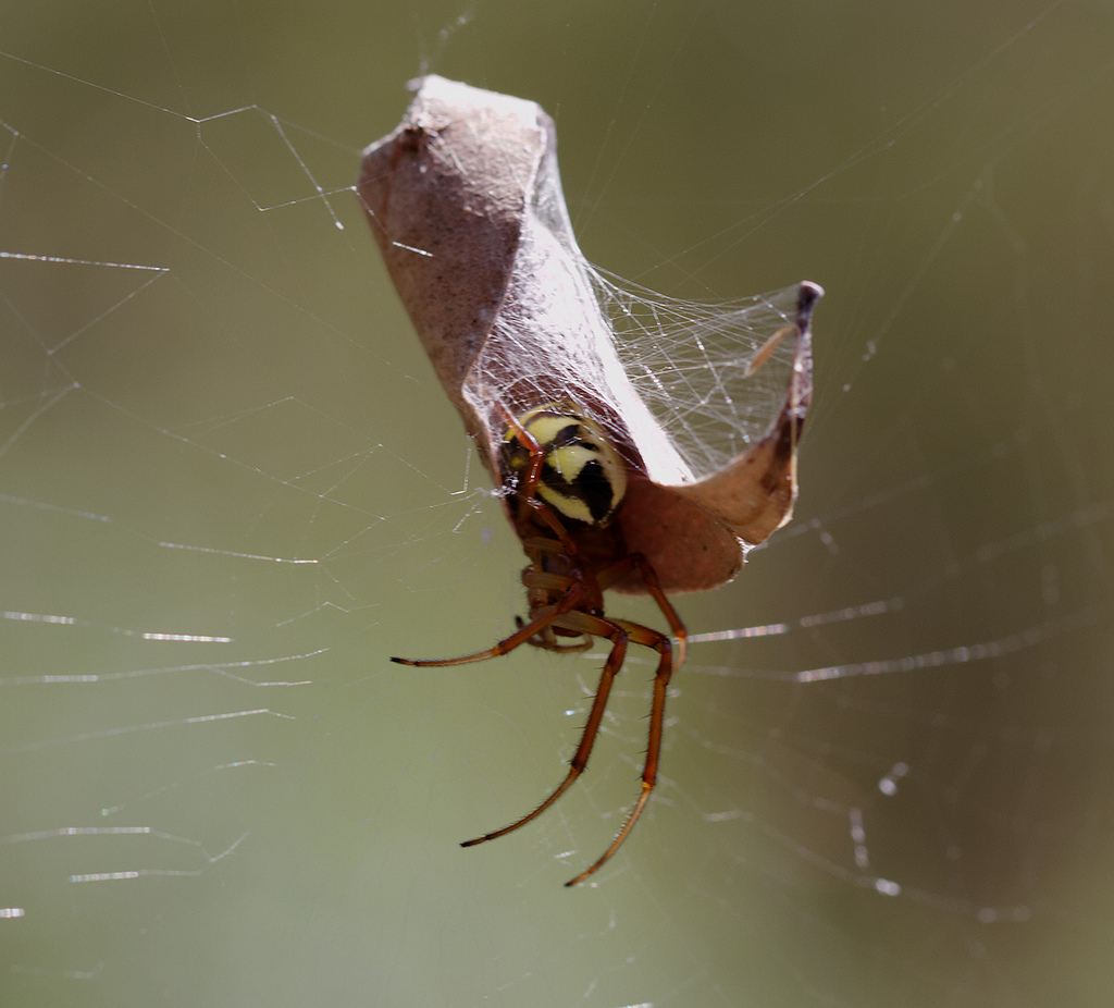 Real Monstrosities: Leaf Curling Spider