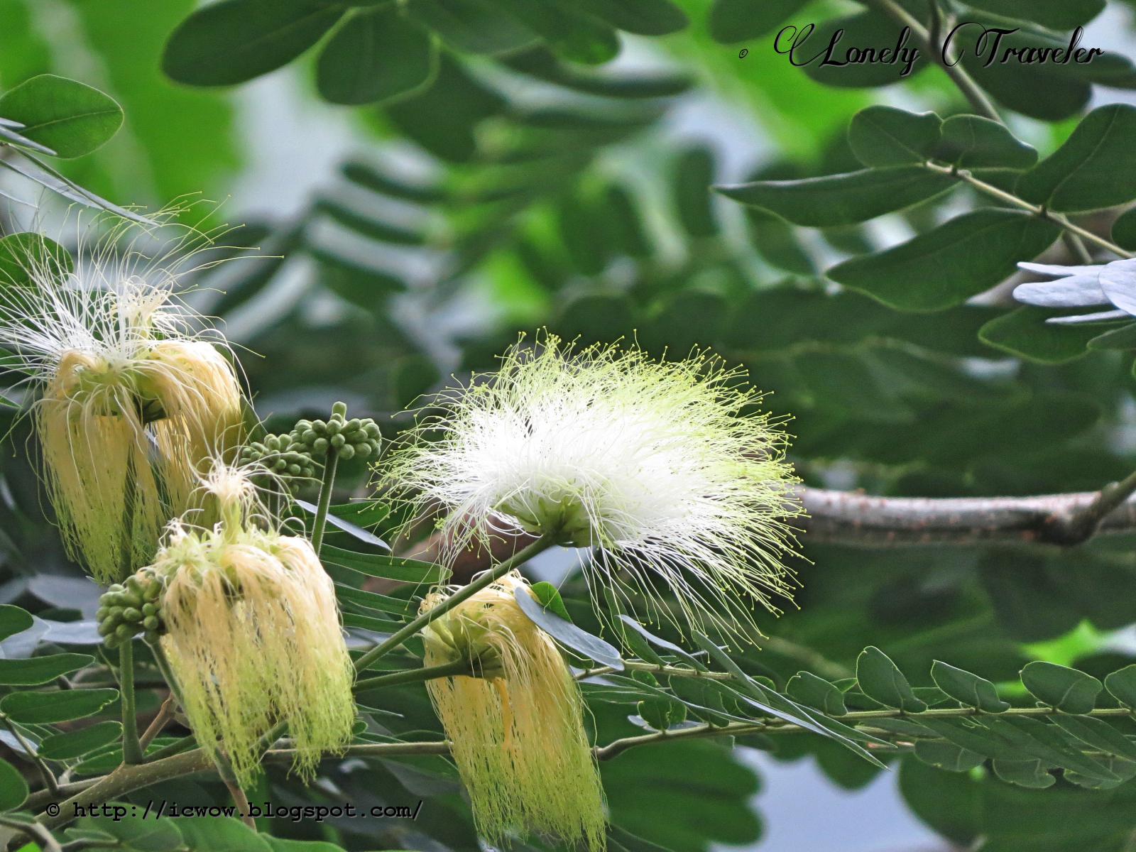 Shirish - Albizia lebbeck