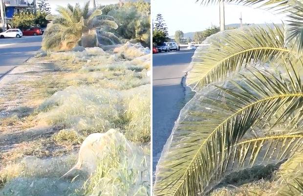 Chingum — Discover Curiosities: Mysterious giant cobweb covered beaches ...