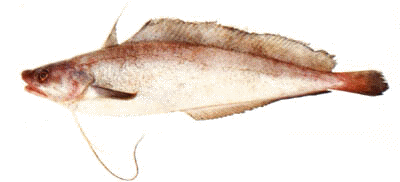 Asendala: Pesca Fish