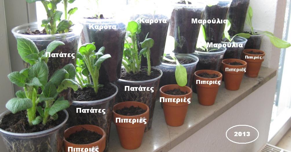 Οξυγόνο : ΚΗΠΟΥΡΙΚΗ