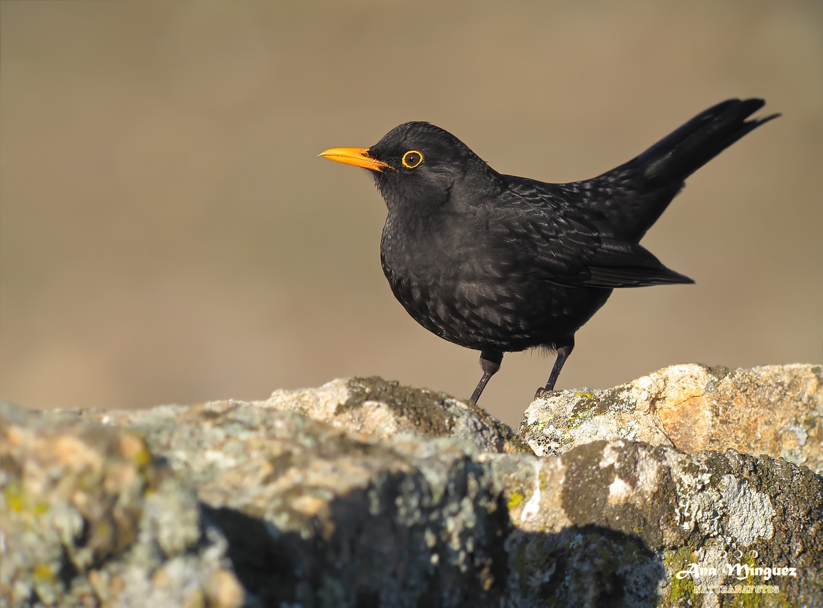 NATURANAFOTOS: Mirlos y Mirlas