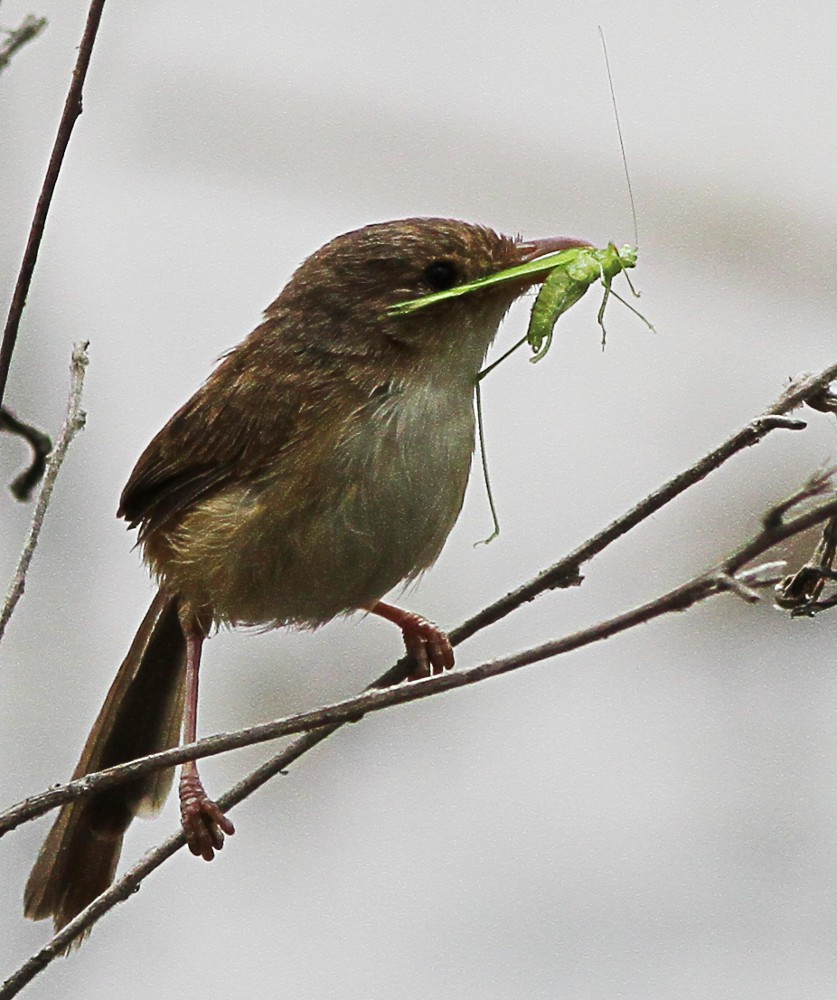 tyto tony: October 2012