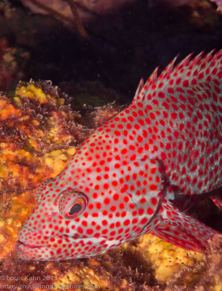 Amazing Sea Creatures