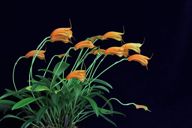 Masdevallia
