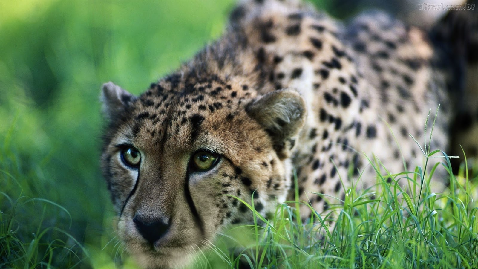 Fisiologia Animal: Guepardo: Máquina de velocidade