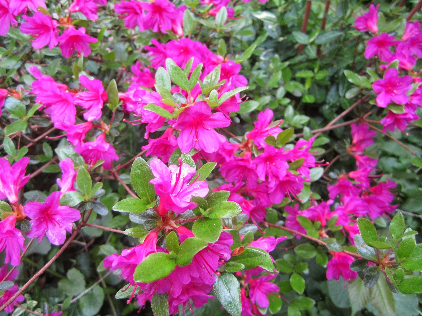 Jarvis House: Pretty in Pink Spring Flowering Shrubs 2014 in the Jarvis ...