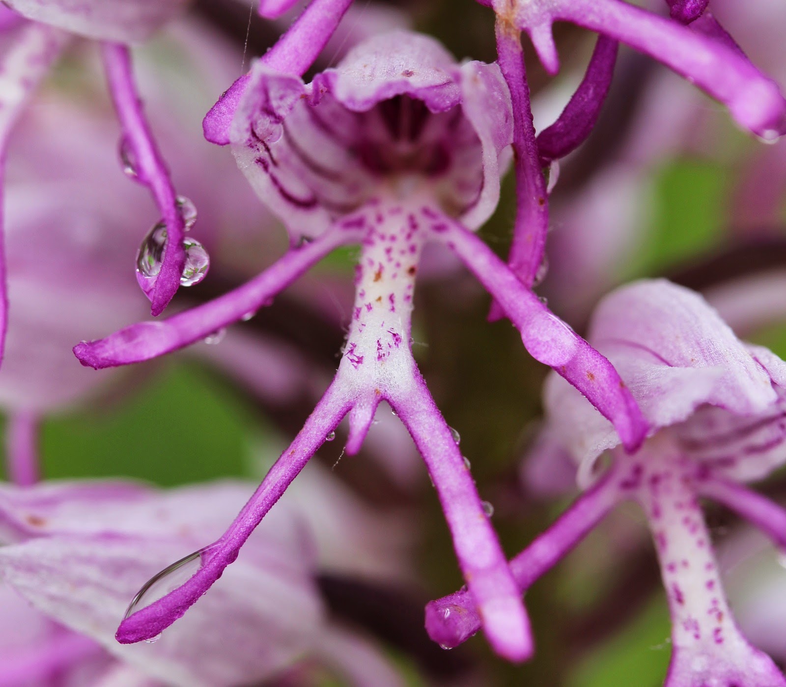 Blok888 Top 10 Weirdest Flowers In The World blok888-top-10-weirdest-flowers-in-the-world