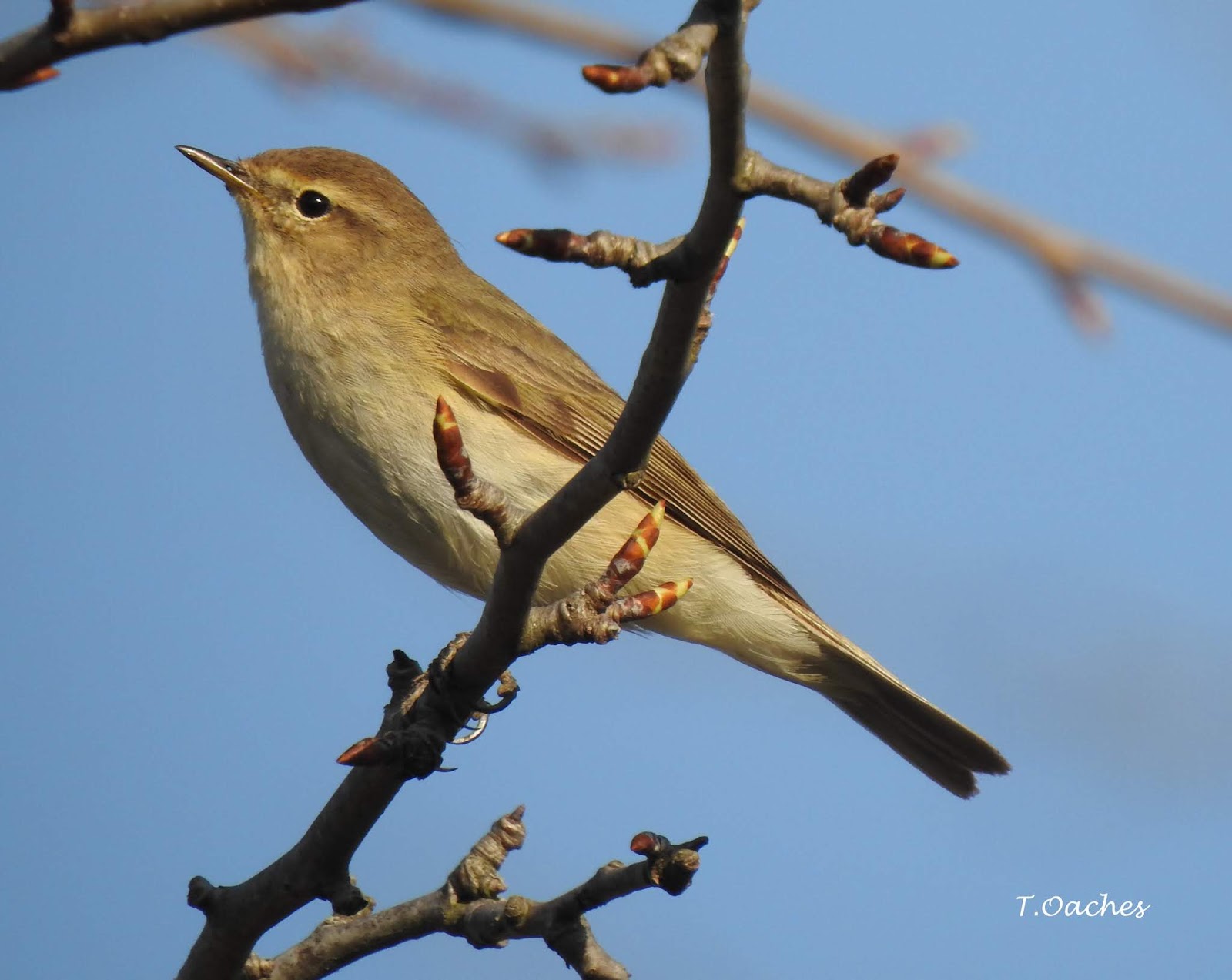 PASARI DIN ROMANIA: PITULICE FLUIERATOARE, Phylloscopus trochilus