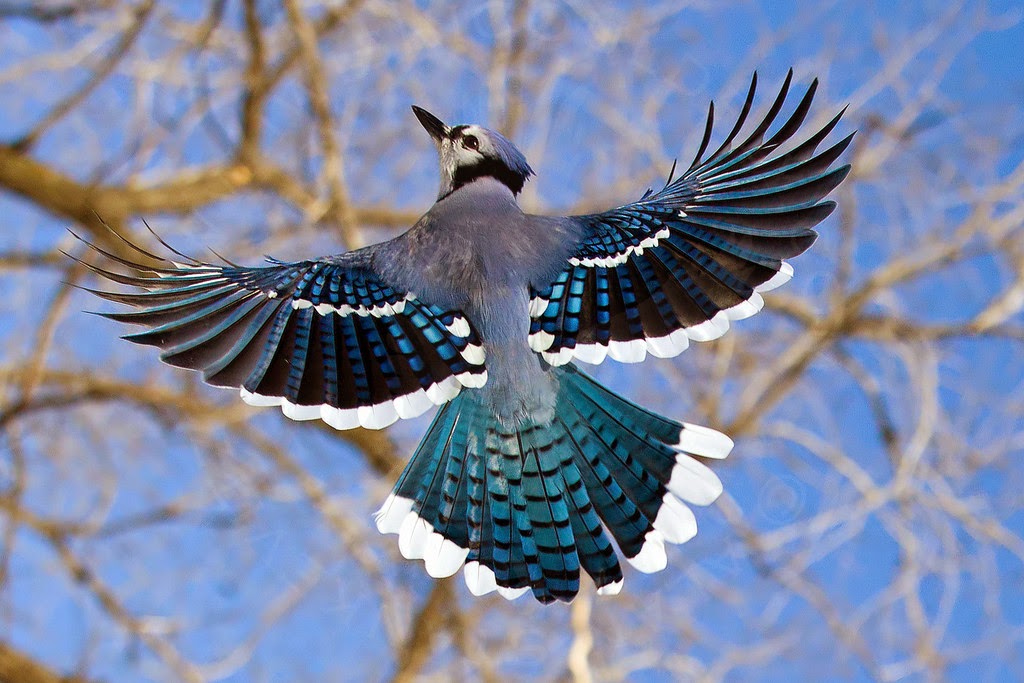 Amazing World: World Most Amazing Birds OF All Time