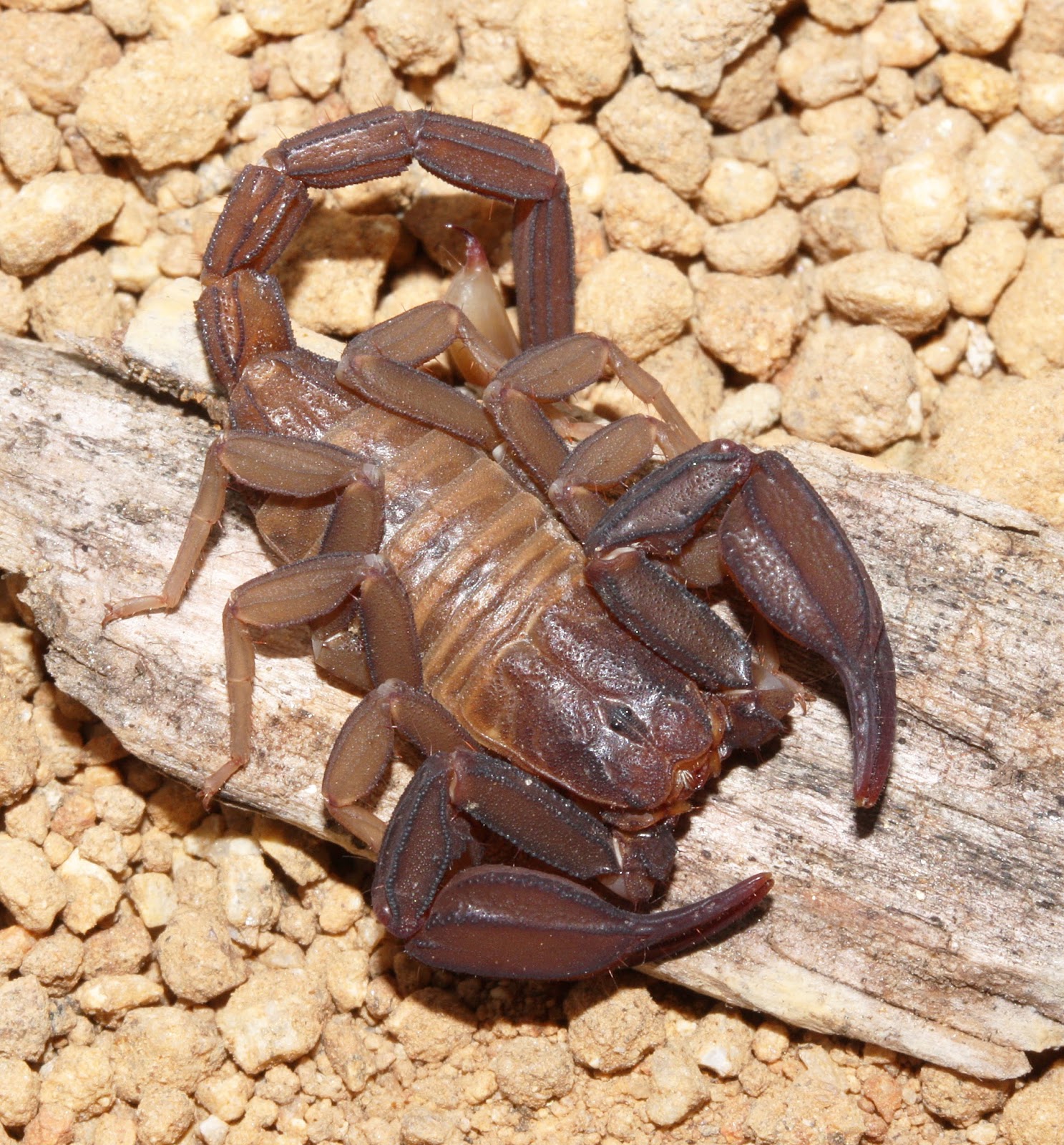 Cuyamaca Woods Mountain Journal: An Interesting Scorpion...IN the House
