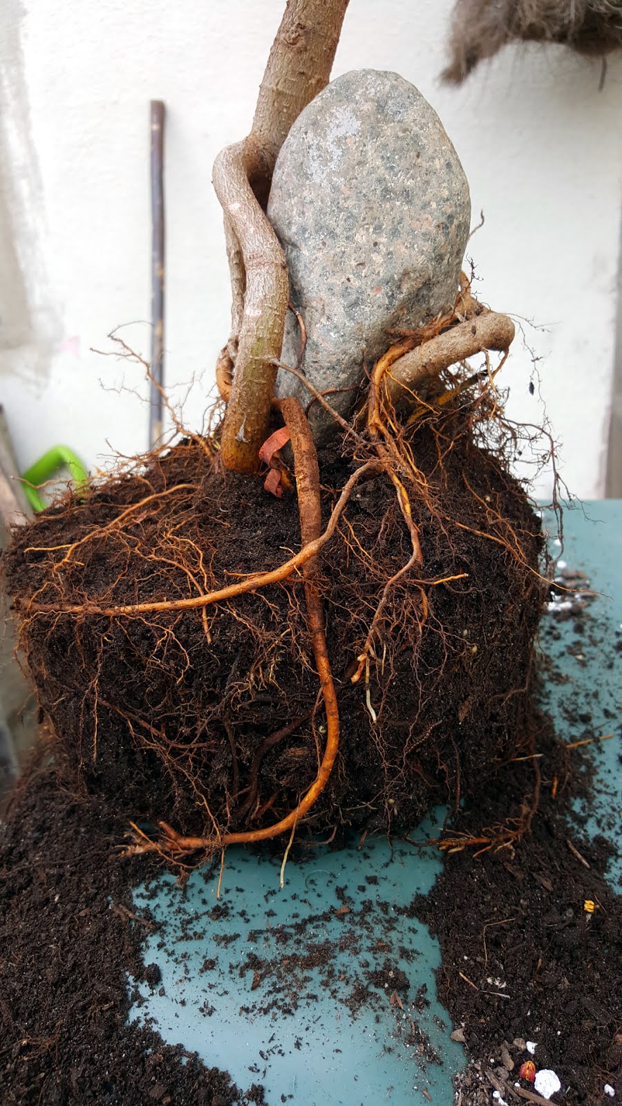 Bonsai-misadventures: Root over rock, roots are king