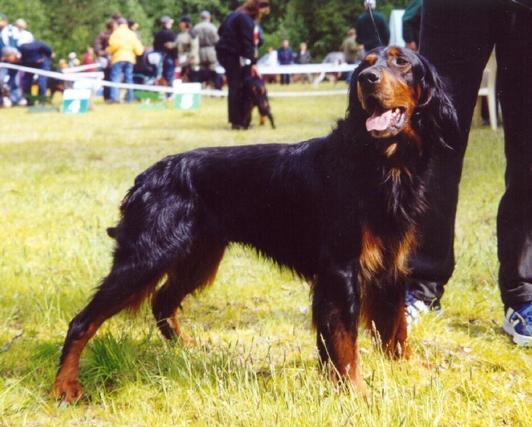 Musings of a Biologist and Dog Lover: Mismark Case Study: Gordon Setter