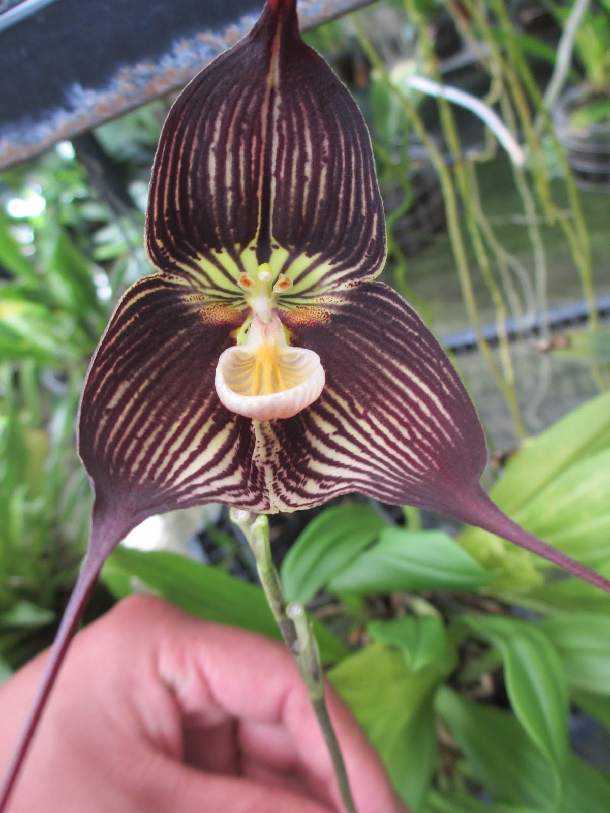 Pachamama Spectrum of Treasures: Exotic world of Orchids