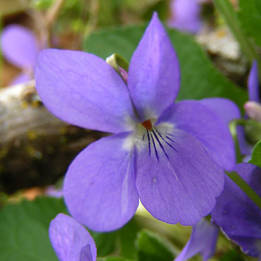 Feuilles.de.Tomates: La magie de la violette