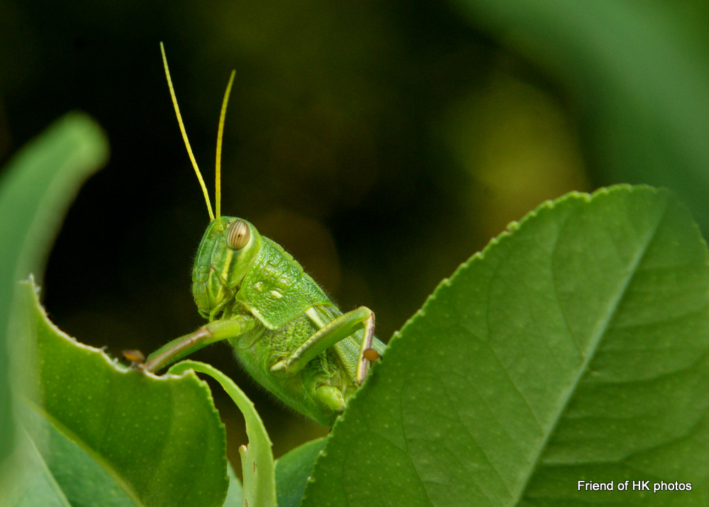 Photographic Wildlife Stories in UK/Hong Kong: Grasshopper Season