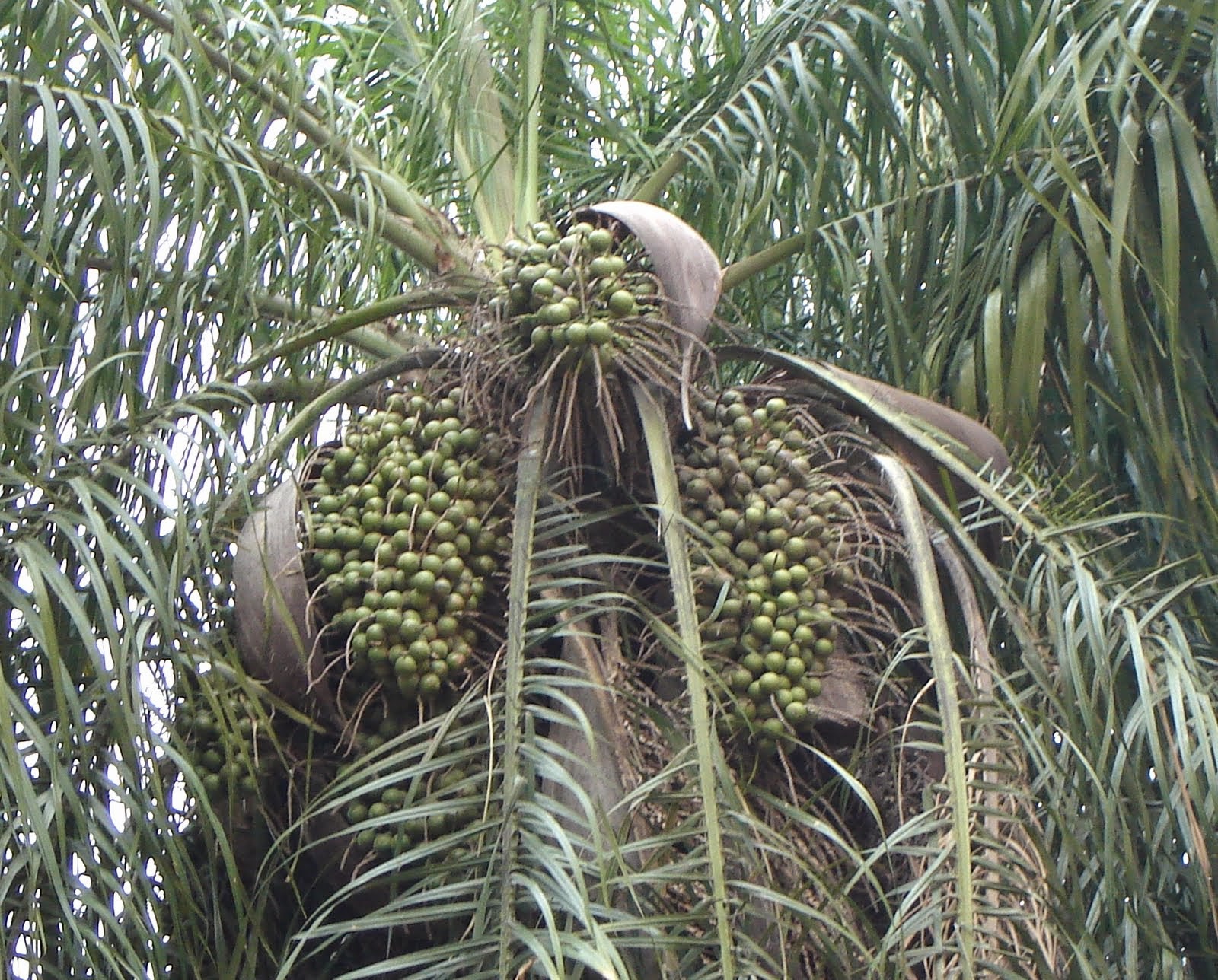 v e r d e c h a c o: Mbocayá / Corozo / Cocotero