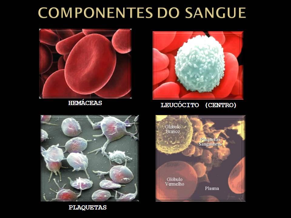 Quais São Os Componentes Do Sangue - FDPLEARN