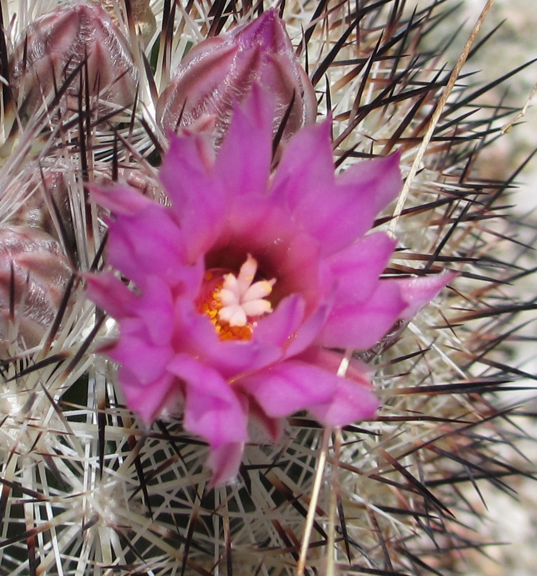 Cannundrums: Fishhook Cactus