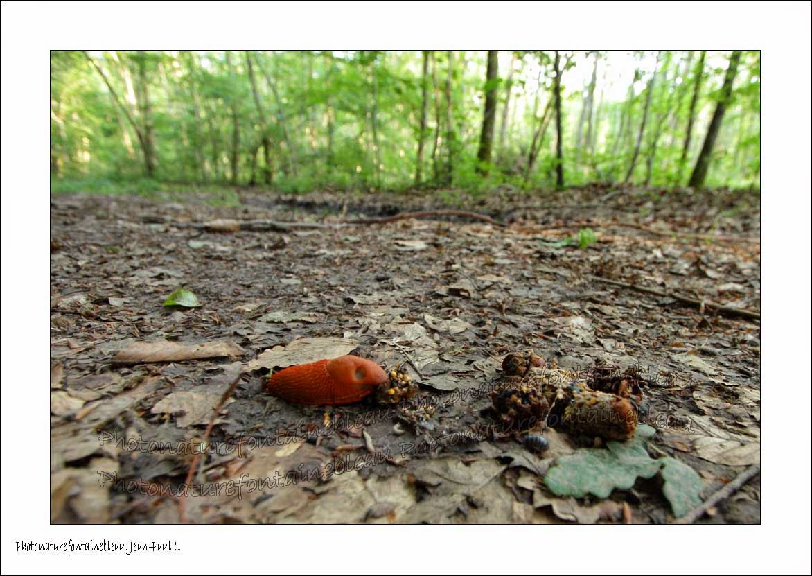 Crottes animales diverses et variées. Publication 2022 01 15