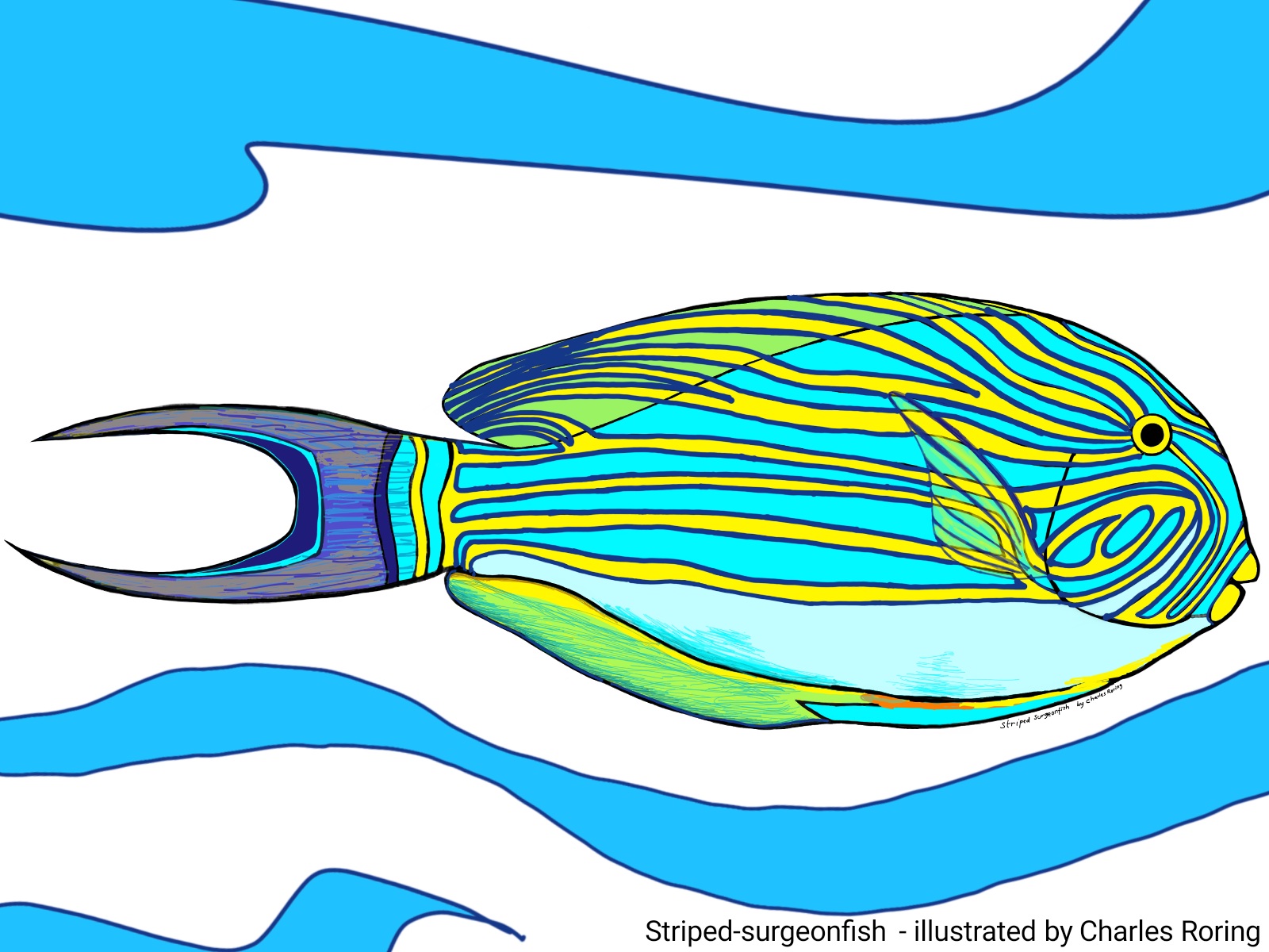 Wildlife Drawing: August 2018
