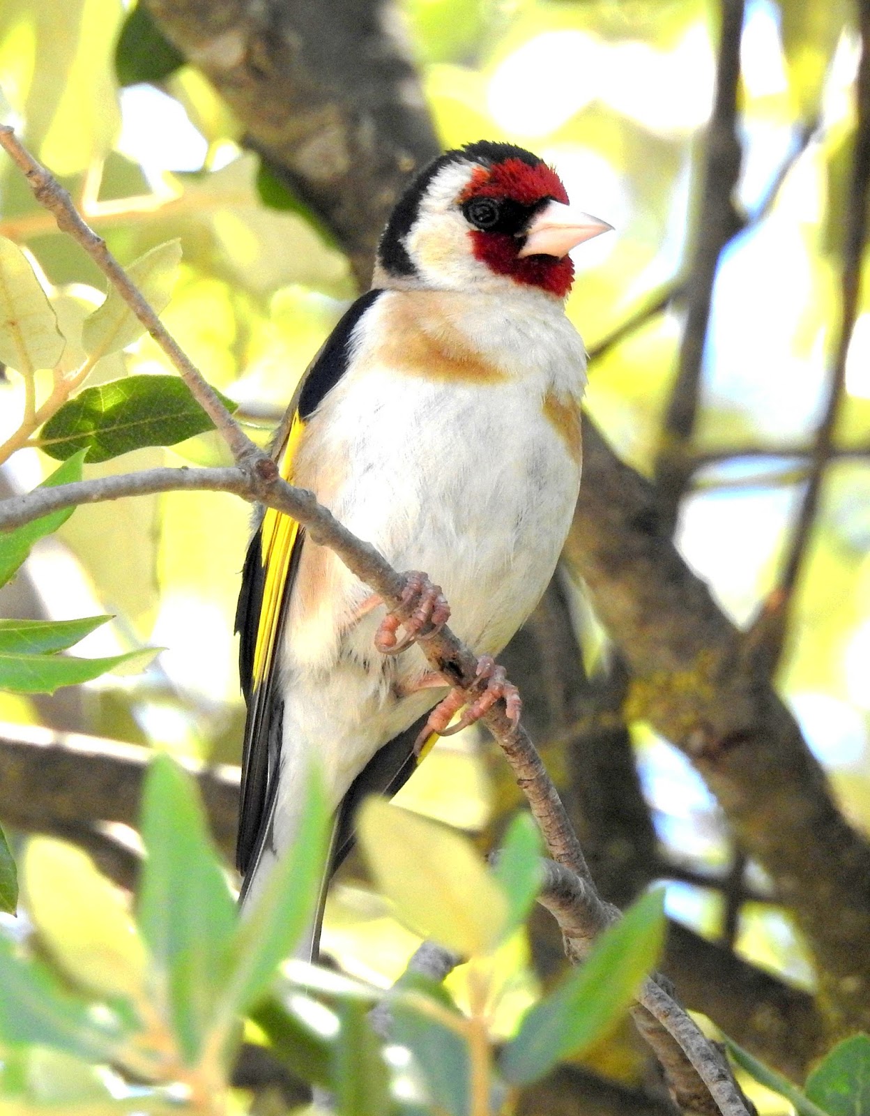 Ocells del meu país - Catalunya: La cadernera
