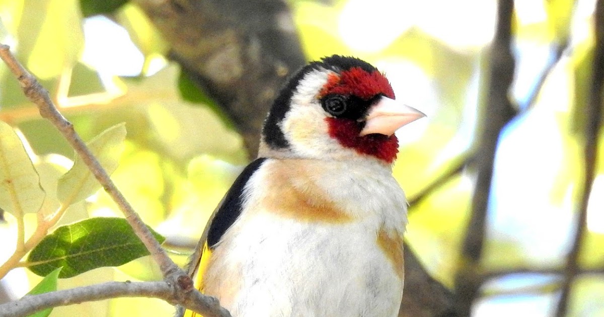 Ocells del meu país - Catalunya: La cadernera