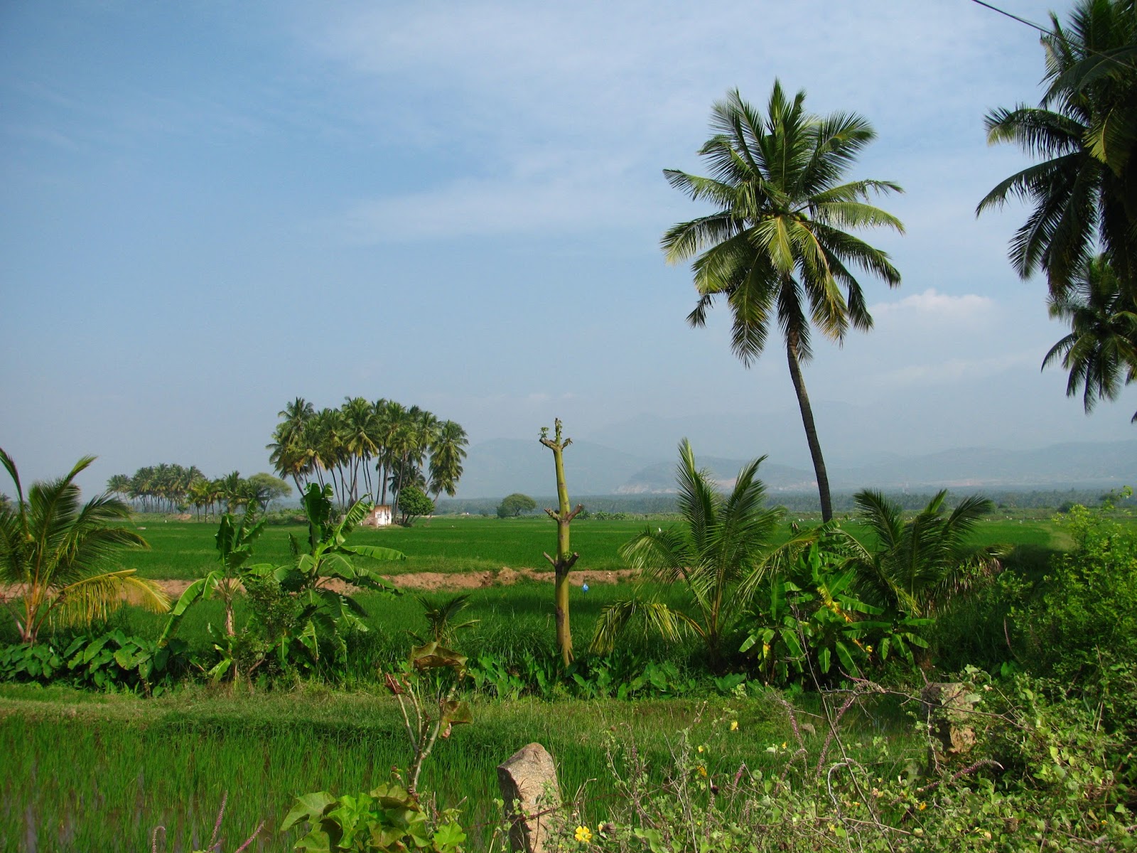 Tamilnadu Tourism: Suruli Falls