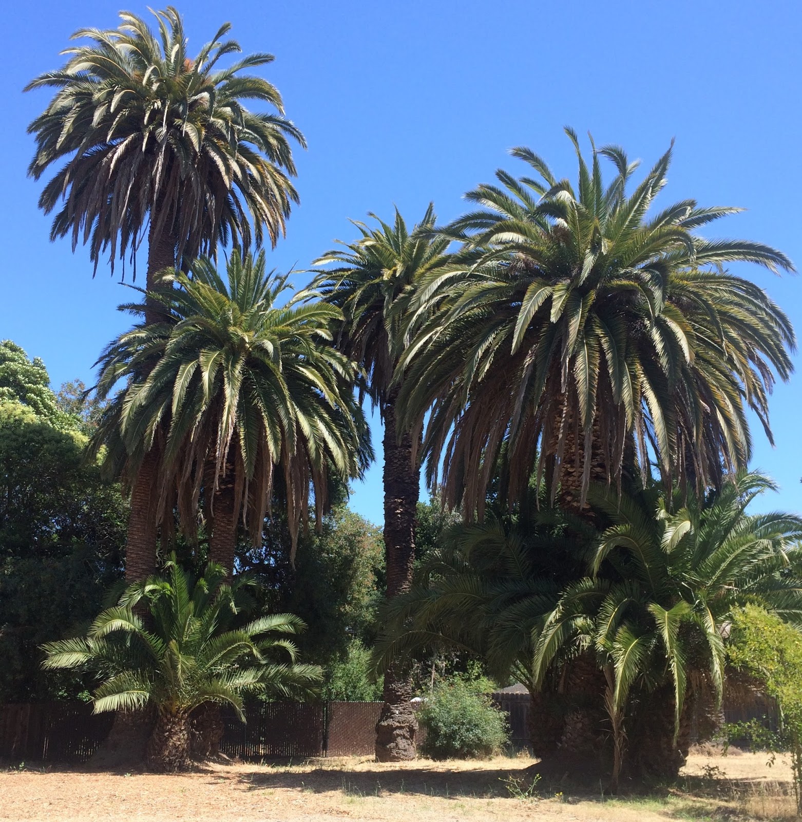 The Illustrated Plant Nut What Use Are Canary Island Date Palms the-illustrated-plant-nut-what-use-are-canary-island-date-palms