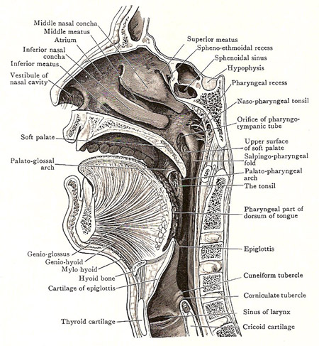 .: Medicina Islamica :.: Anatomi - Fisiologi Faring (Pharynx)