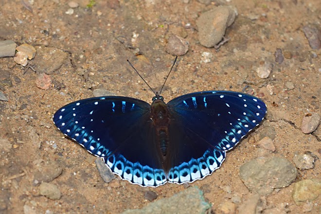Beauty of Fauna and Flora in Nature: Butterflies @ Doi Chiang Dao ...