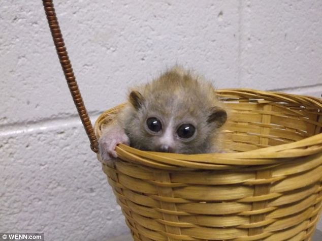 White Wolf : Tiny twin Slow Loris babies born at the El Paso Zoo