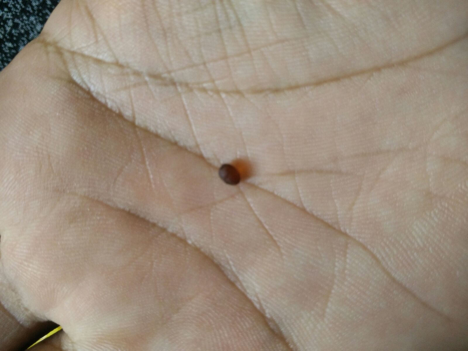 Koleksi Geliga & Khazanah Asli: Geliga semut merah