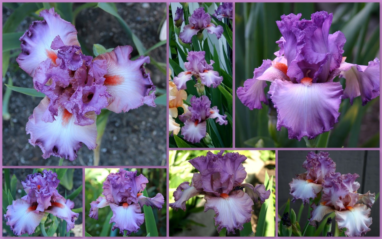 TALL BEARDED IRIS 2013 NEW BLOOMS - Sowing the Seeds