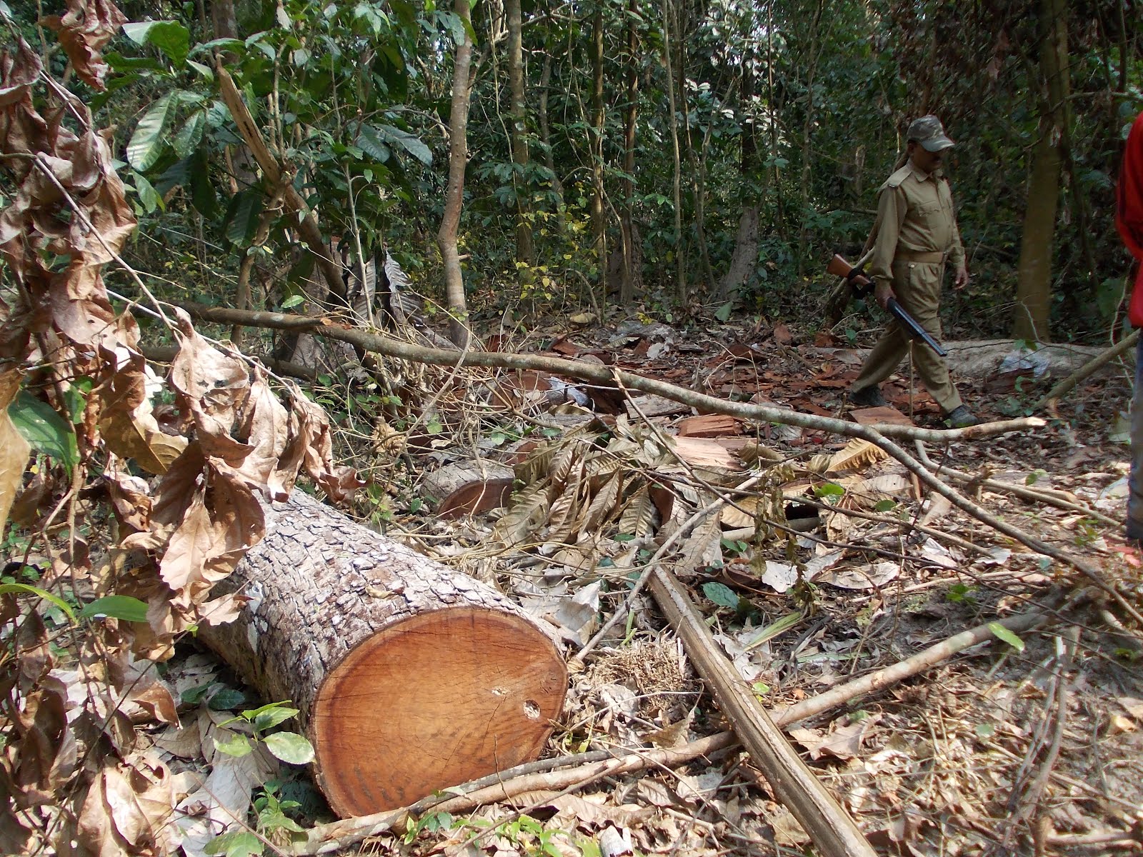 A S S A M: Merciless destruction of trees in Reserve Forests in Assam