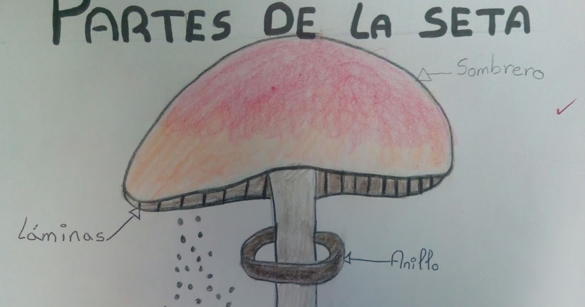 Blog educativo de Miguel Pele: DIBUJO DE LAS PARTES DE UNA SETA Blog educativo de Miguel Pele: DIBUJO DE LAS PARTES DE UNA SETA