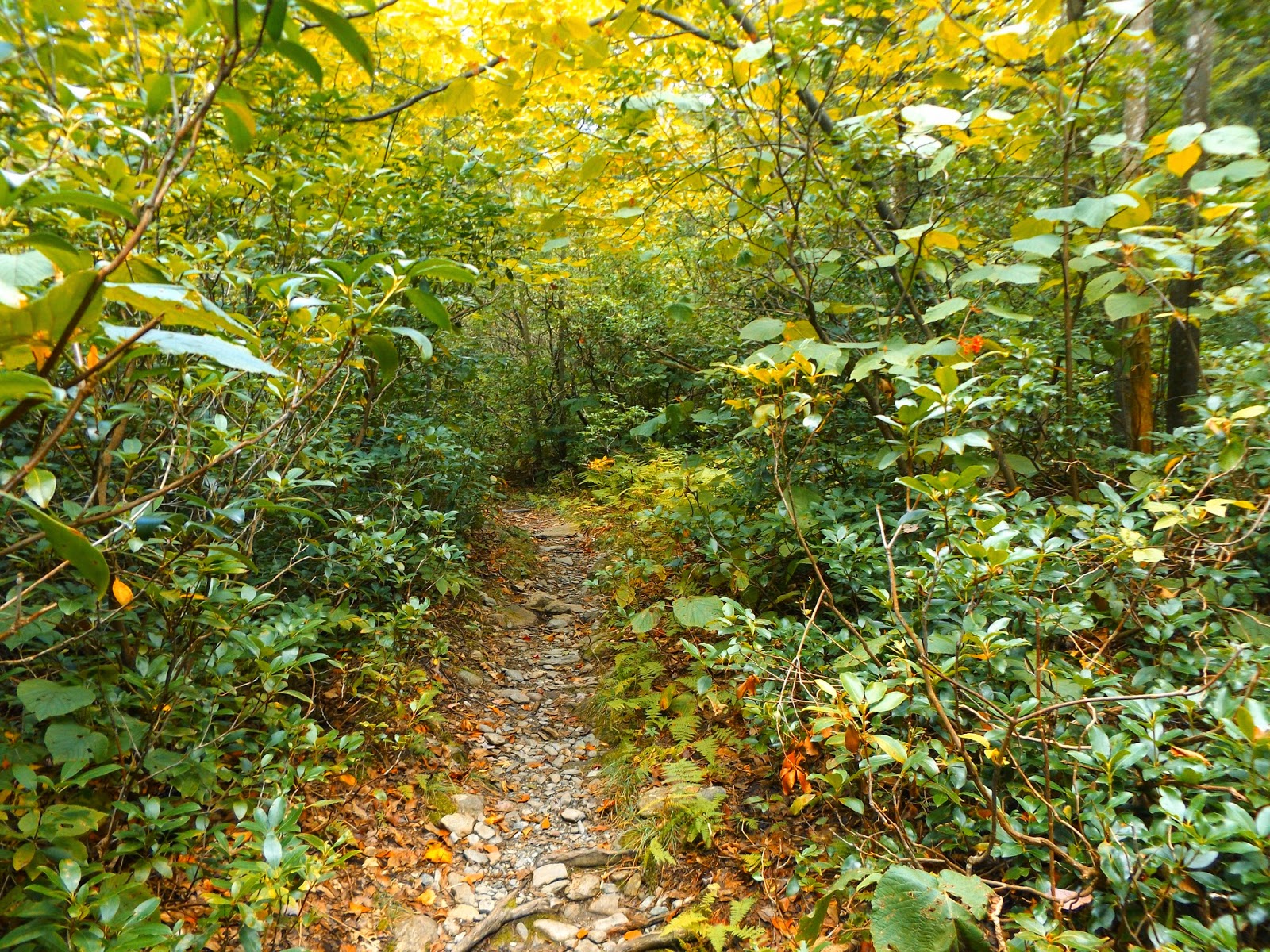 Walking Man 24 7: Sages Ravine/ Bear Mountain(South Taconics)