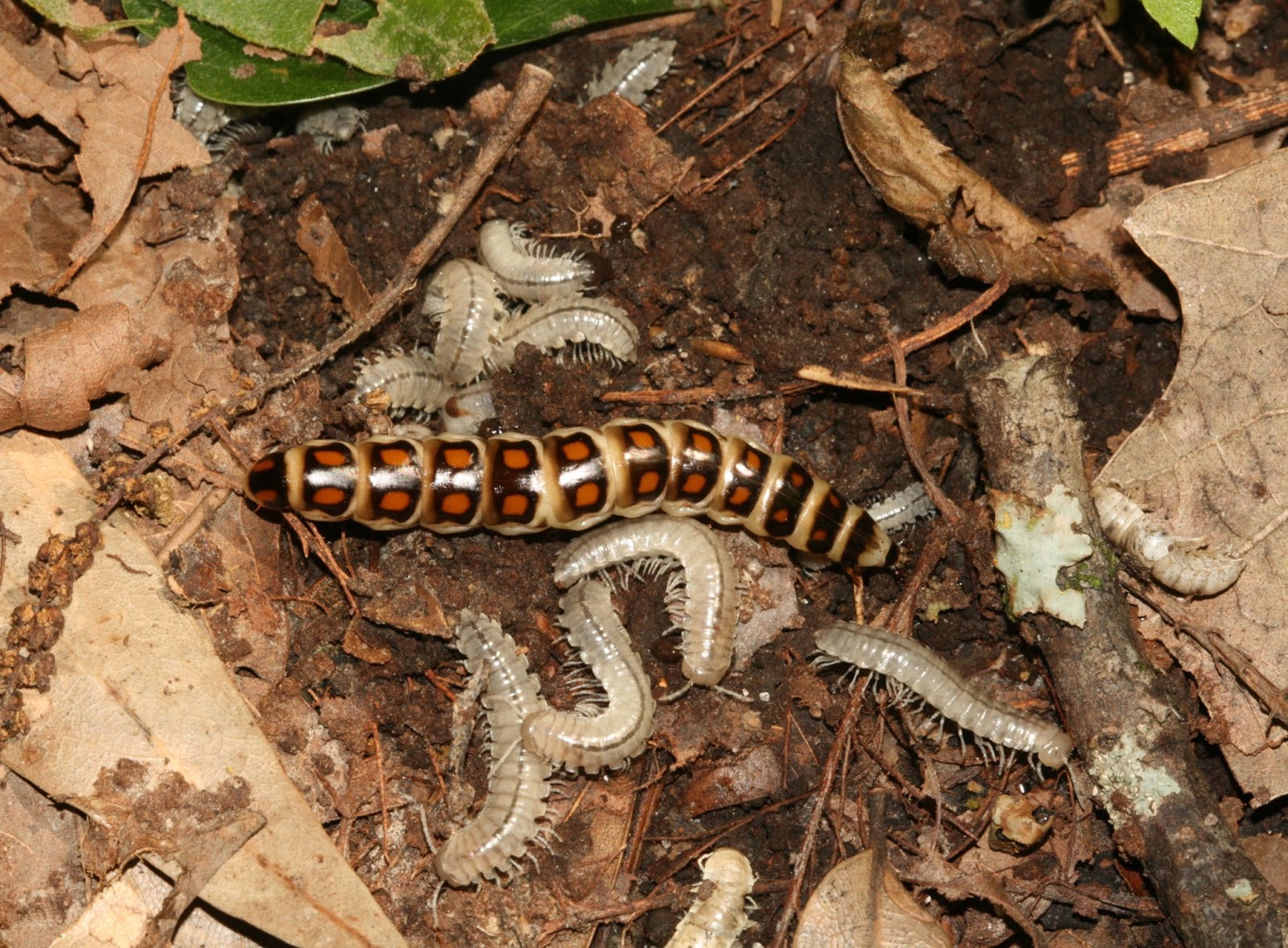 Sweating the Small Stuff: 75 Common Arkansas Insects (continued)