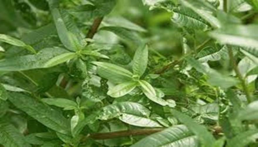 "ΟΙΚΟΛΟΓΙΚΗ ΣΥΜΜΕΤΟΧΗ" ΜΑΡΑΘΩΝΑ