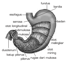 organ pencernaan utama, struktur dan fungsi sistem pencernaan makanan ...