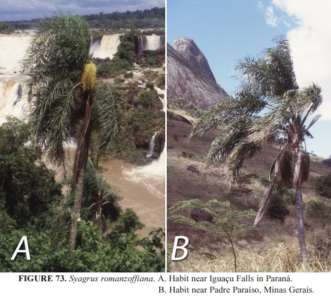 Species New to Science: [Botany • 2017] A Revision of the Genus Syagrus ...