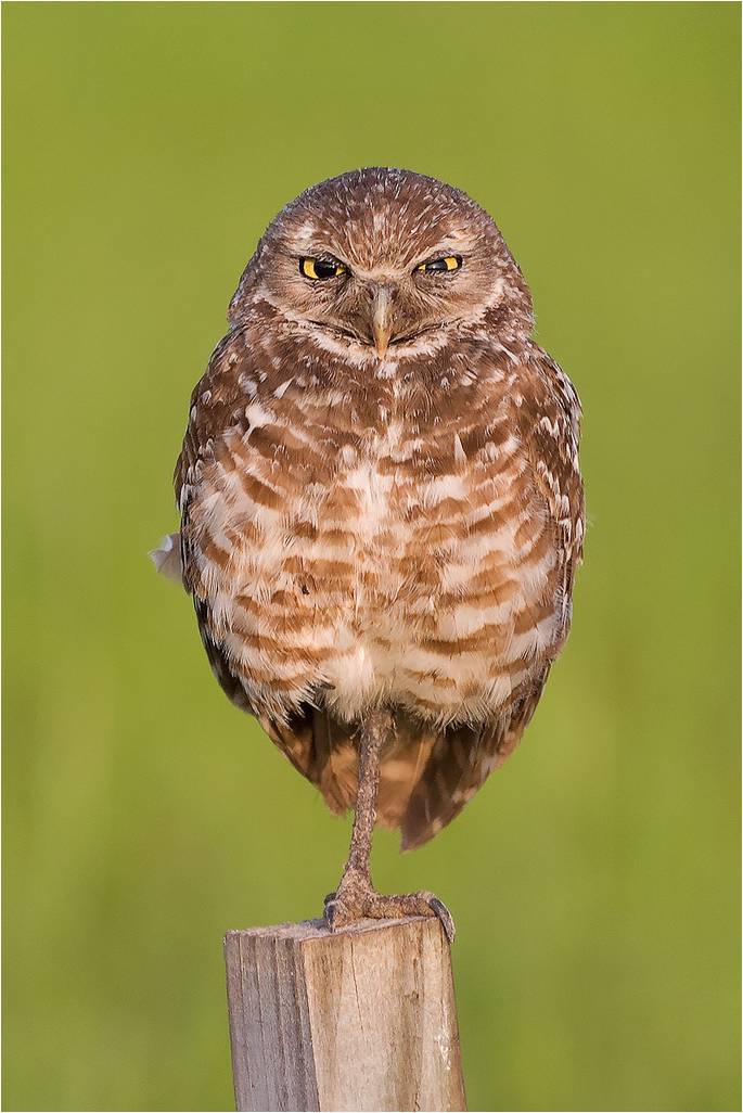The Burrowing Owl – The Smallest Species of Owl | The Ark In Space