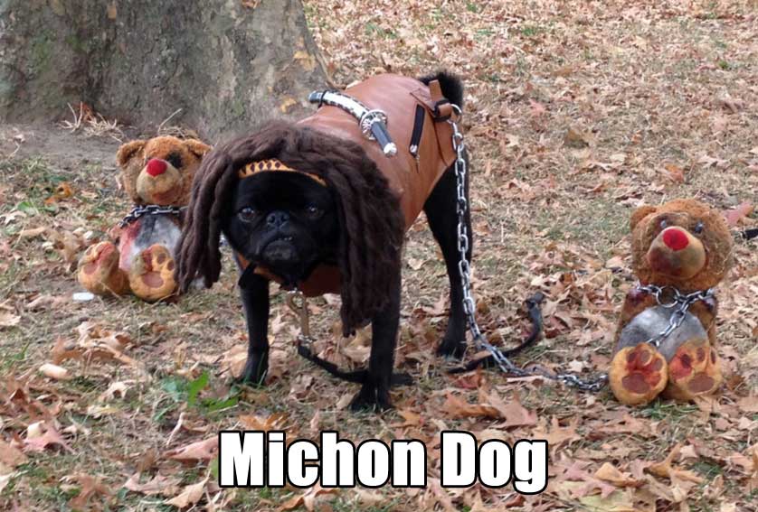 The Walking Dead Characters As Cats And Dogs » Mac's Opinion