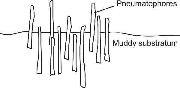 Courtney C. Aquatic science: adaptations of mangroves
