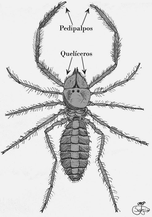 Sergio Ibarra Mellado: El Solífugo