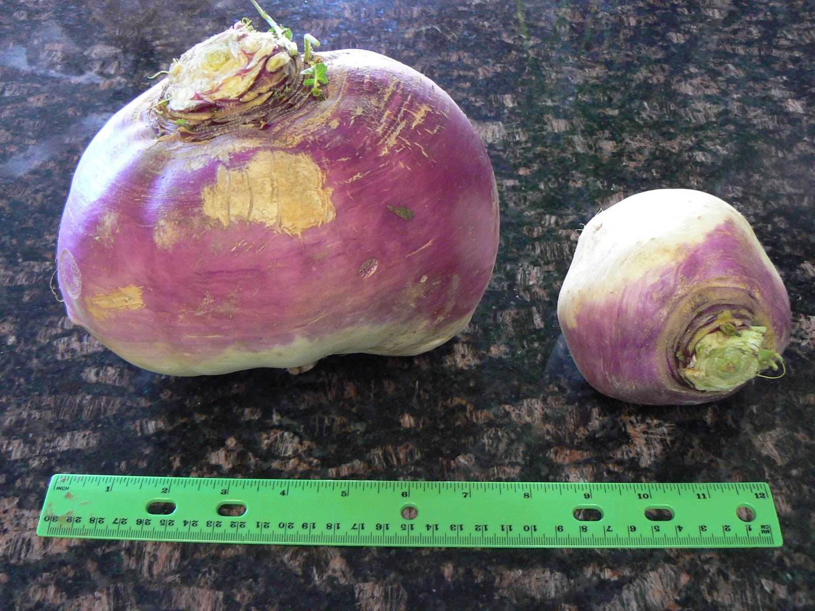 Rutabaga Size
