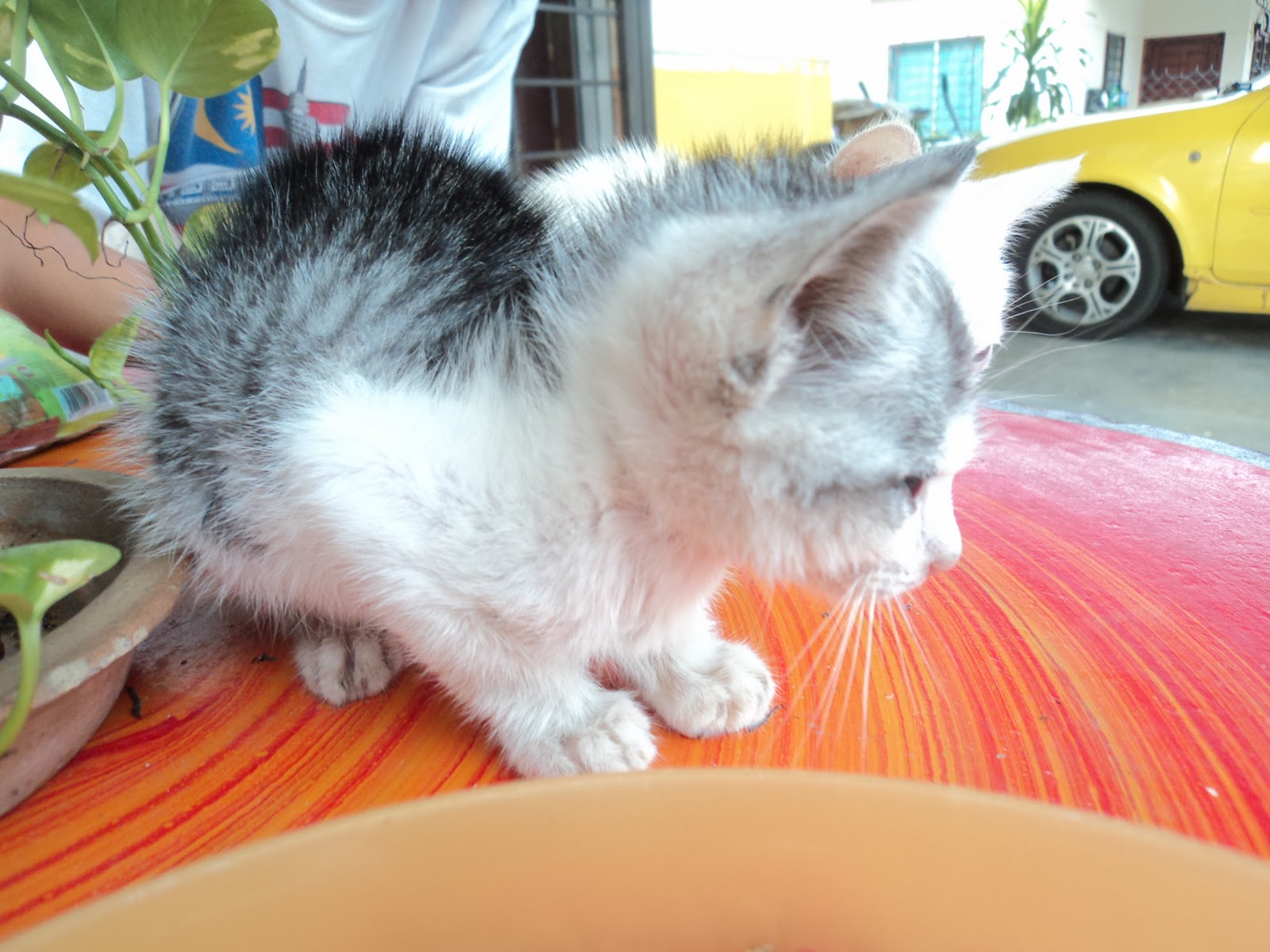 Sisipan Ilham seindah pelangi: AKSI KUCING