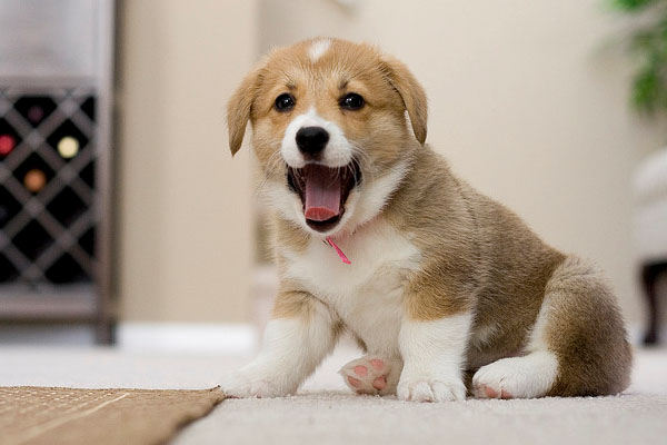 Poze Haioase Cu Catei