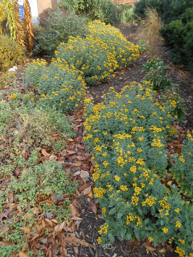 Future Plants by Randy Stewart: Ajania